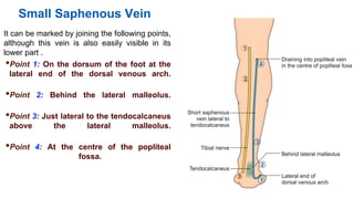 SSURFACE MARKING OF LOWER LIMB.pptx