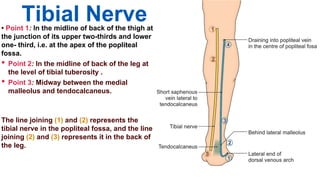 SSURFACE MARKING OF LOWER LIMB.pptx