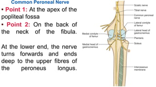 SSURFACE MARKING OF LOWER LIMB.pptx