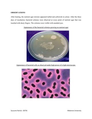 Ssusume Patrick- Bacteria culture,Makerere University.pdf | Biological ...