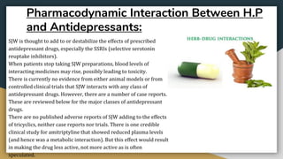 St. John's Wort (Hypericum perforatum) Pharmacology + Antidepressant ...