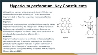 St. John's Wort (Hypericum perforatum) Pharmacology + Antidepressant ...
