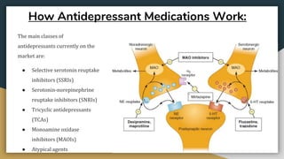 St. John's Wort (Hypericum perforatum) Pharmacology + Antidepressant ...