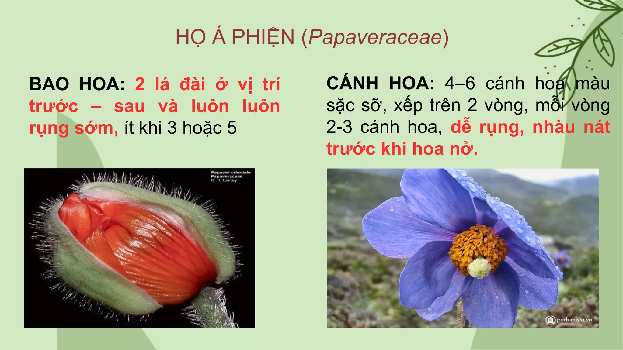 thuc vat duoc.pptx