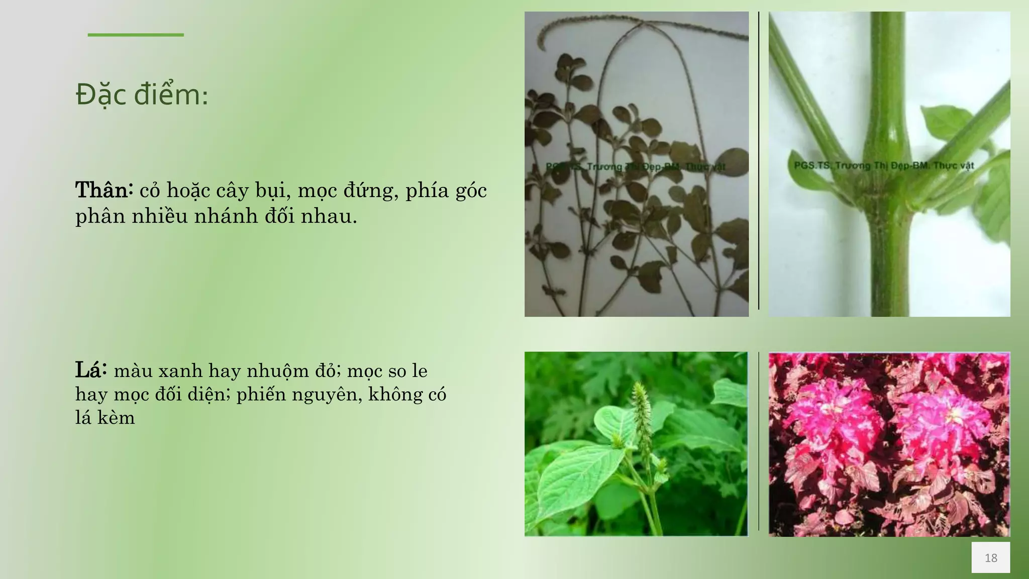 thuc vat duoc.pptx