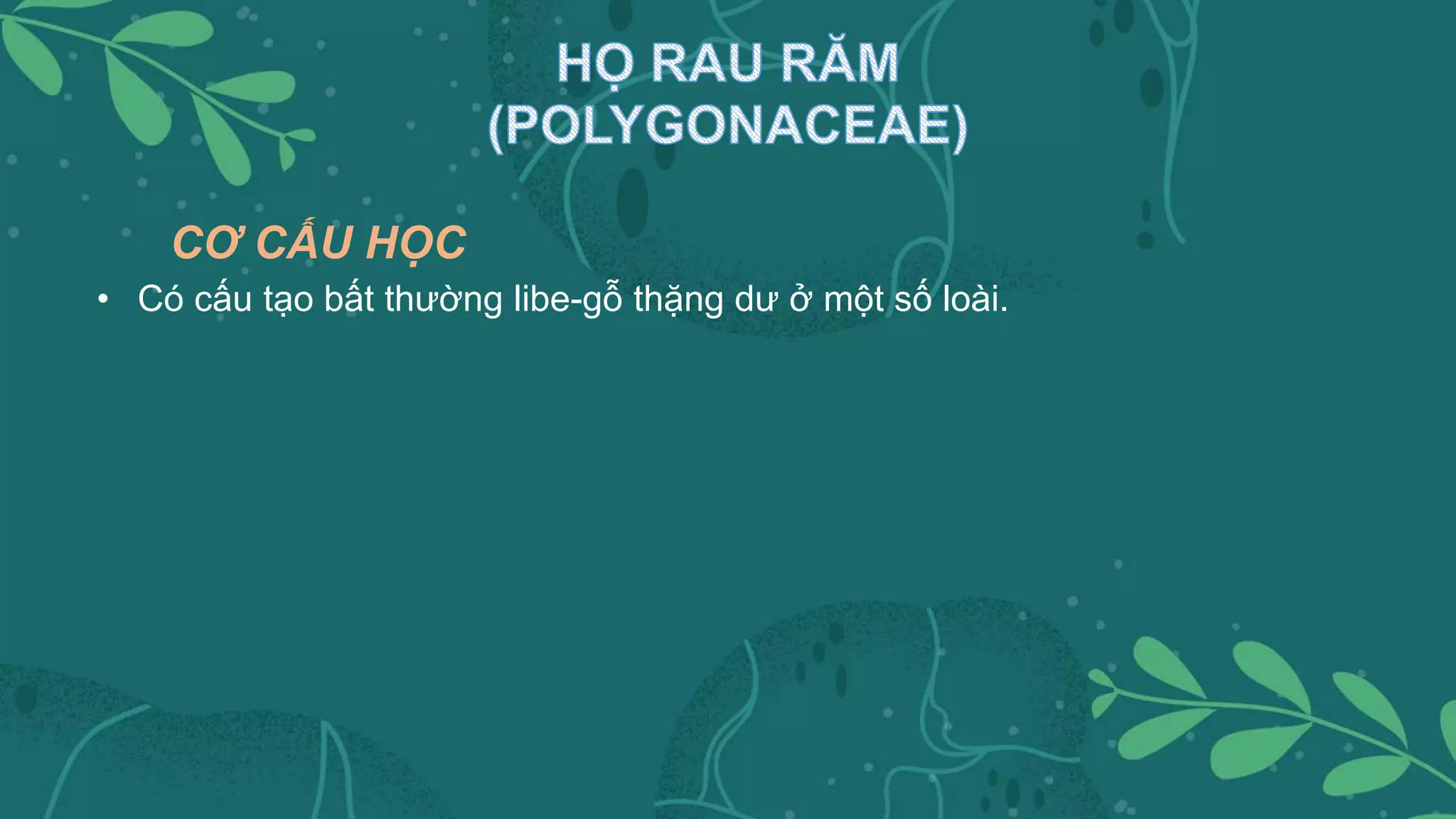 thuc vat duoc.pptx