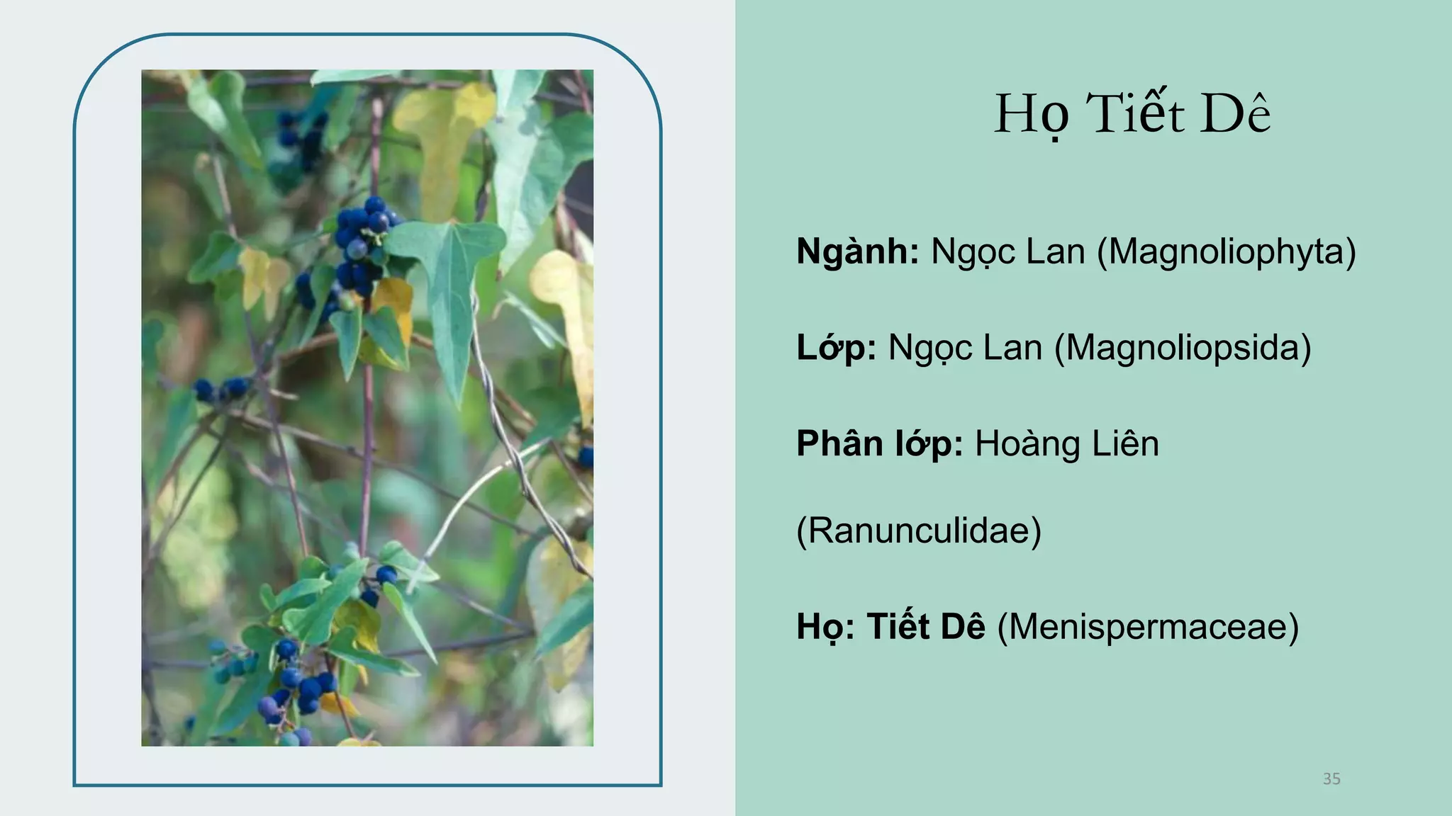 thuc vat duoc.pptx
