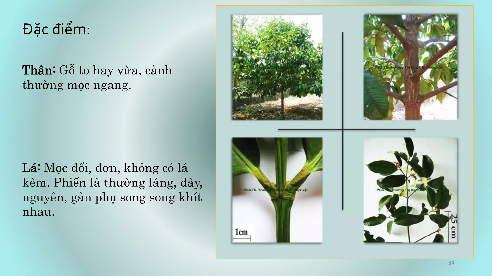 thuc vat duoc.pptx