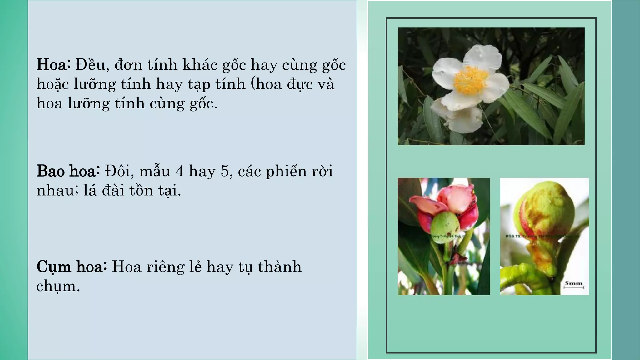thuc vat duoc.pptx