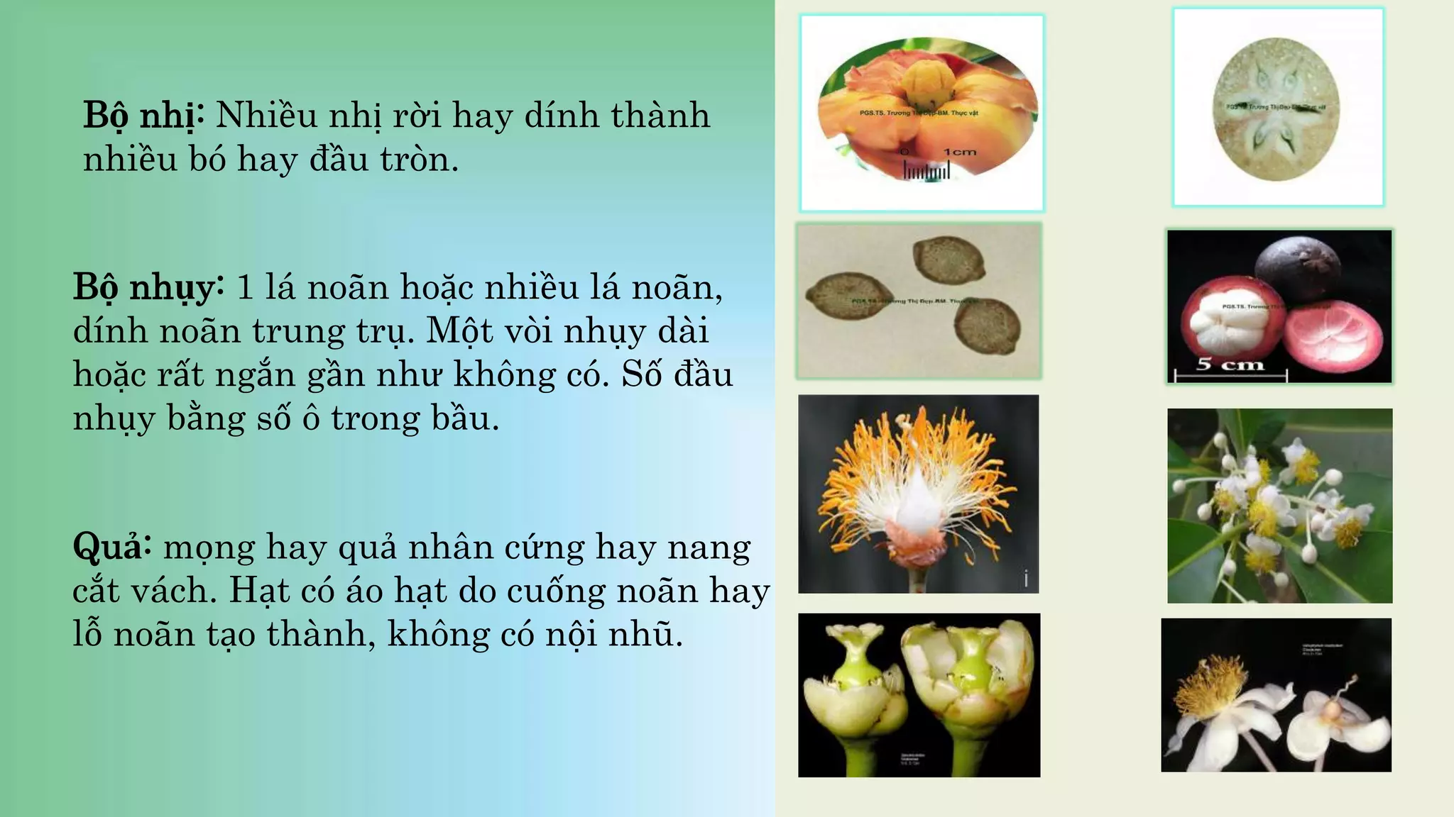 thuc vat duoc.pptx