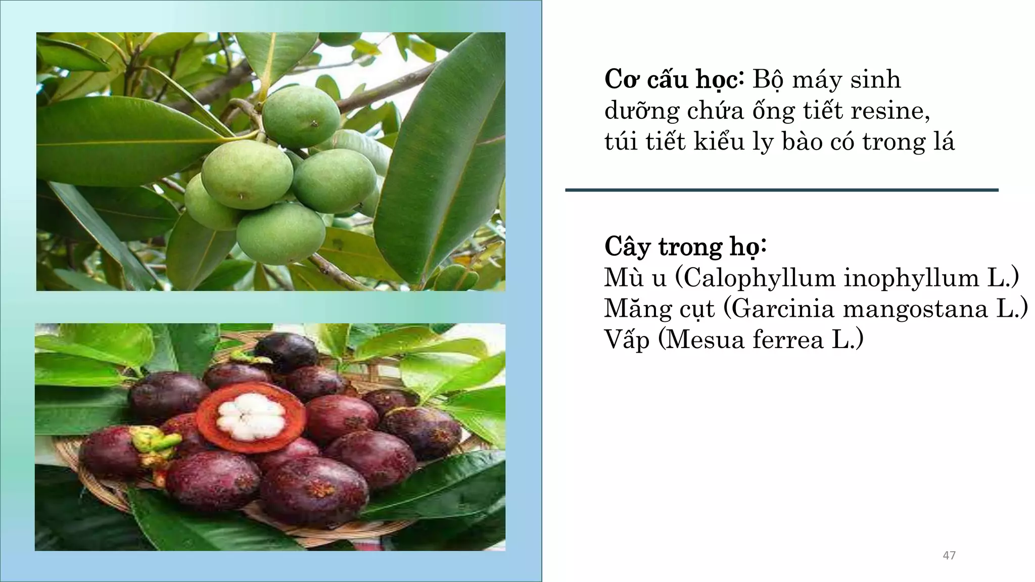 thuc vat duoc.pptx