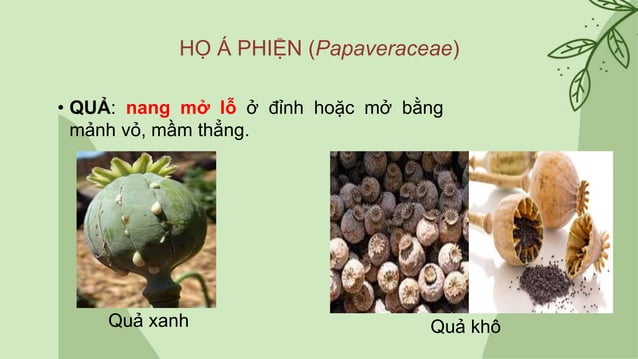 thuc vat duoc.pptx