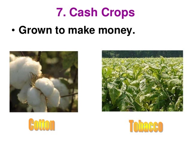 Cash Crops In Jamestown