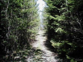 Séta az erdőben | PPS