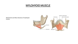 Stability in complete dentures | PPTX
