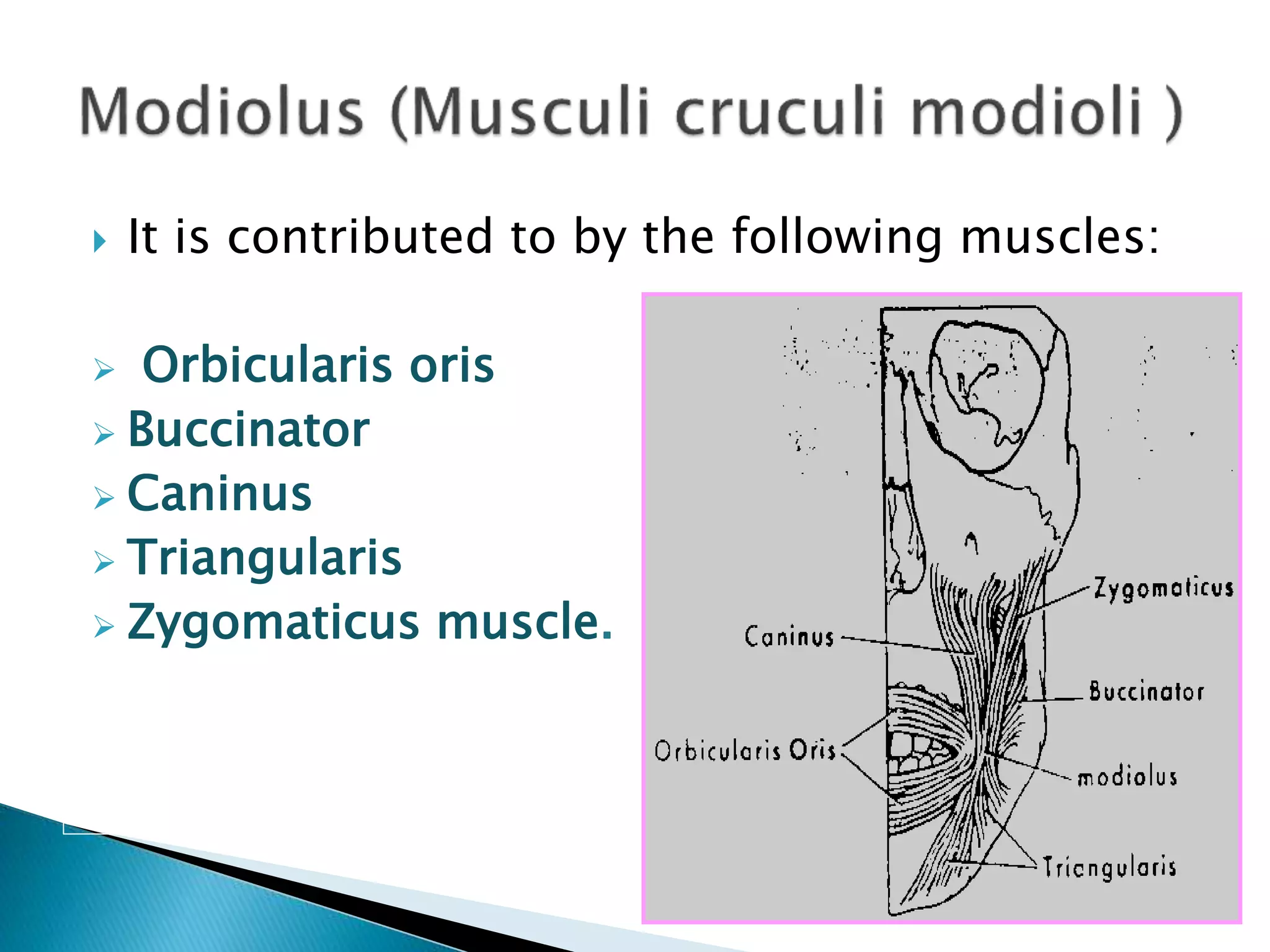 Stability in complete dentures | PPTX