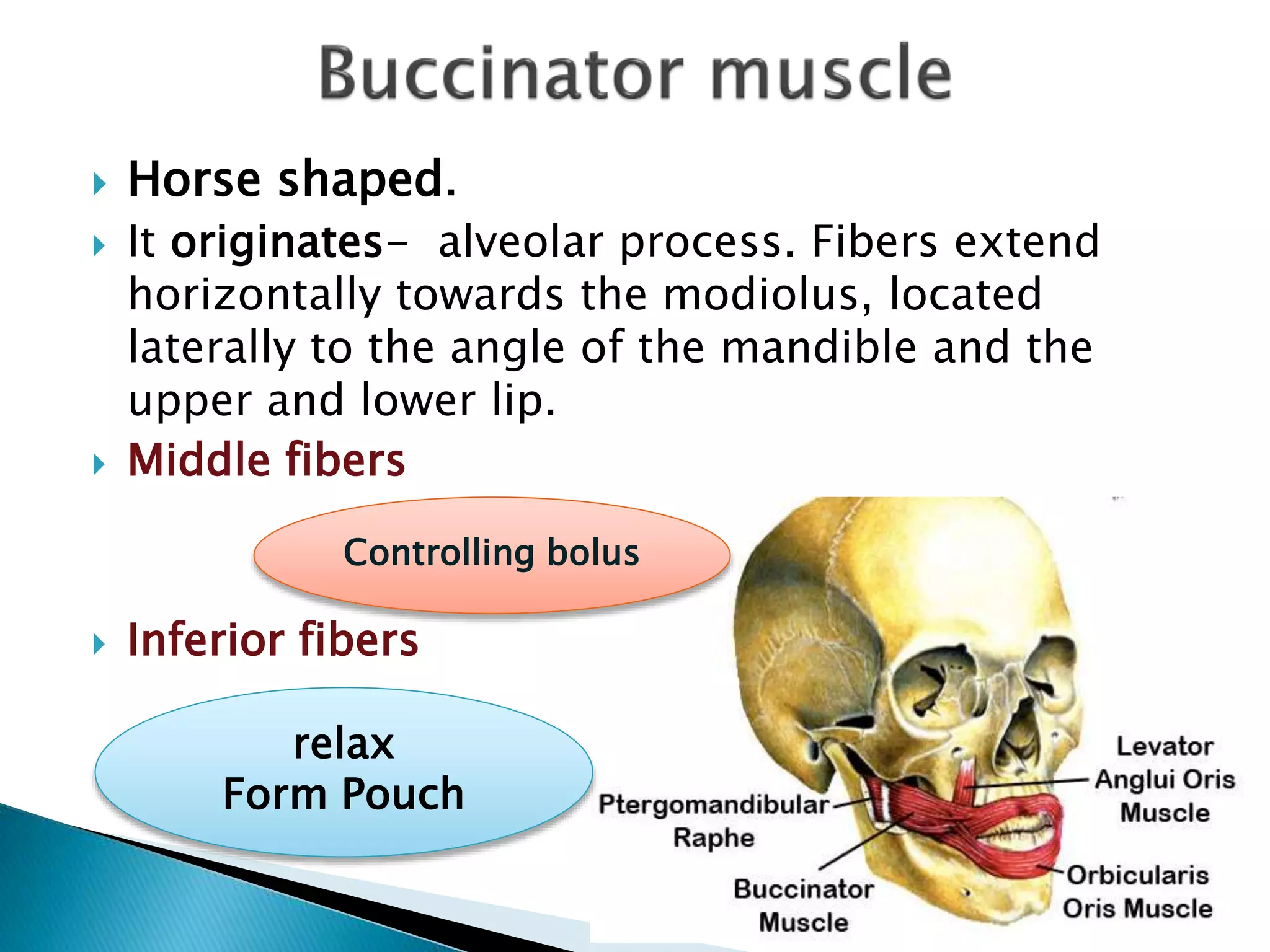 Stability in complete dentures | PPTX