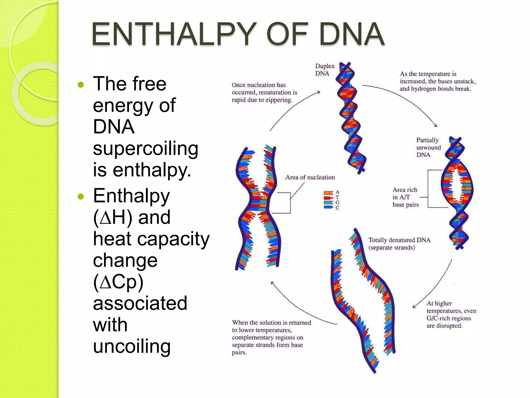 Stability of nucleic acids | PPTX