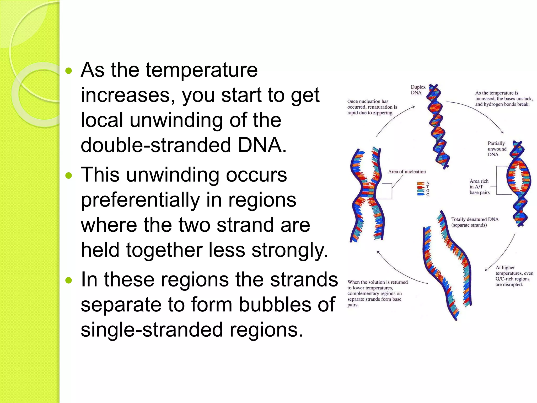Stability of nucleic acids | PPTX
