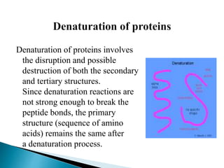 Stability of protein drugs | PPTX