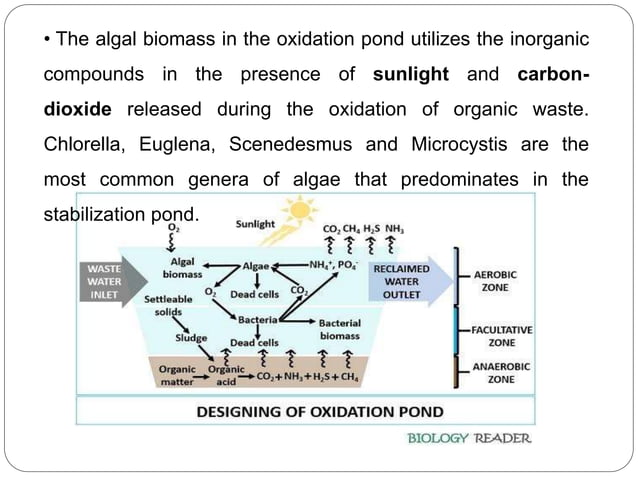 Stabilization ponds | PPTX