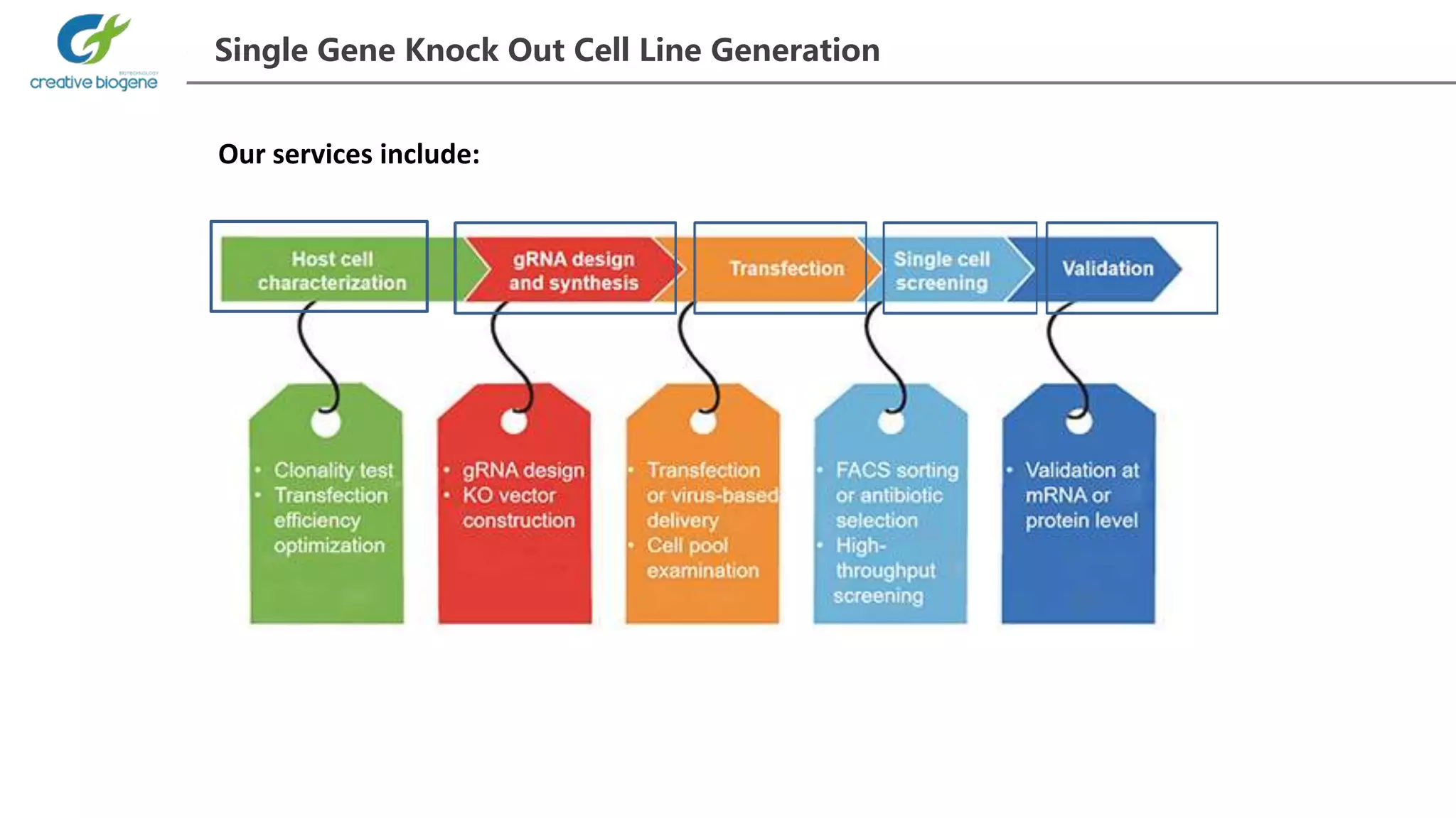 Stable knockout cell line generation | PPT