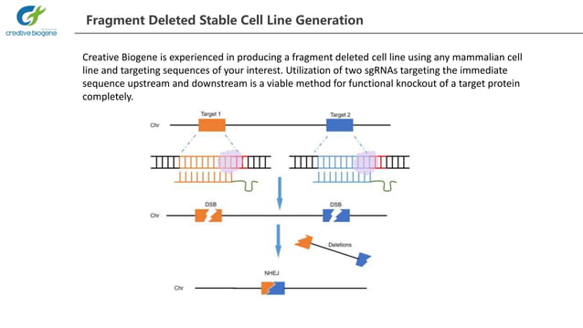 Stable knockout cell line generation | PPT