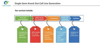 Stable knockout cell line generation | PPT