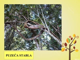 Stablo | PPT