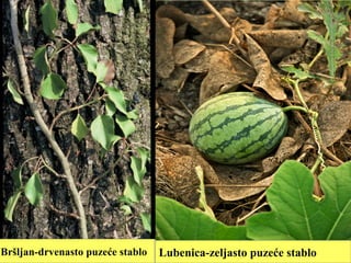 Stablo | PPT