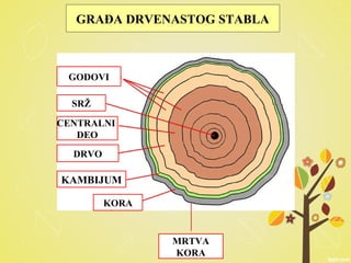 Stablo | PPT