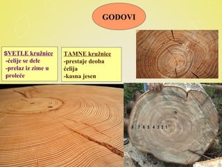 Stablo | PPT