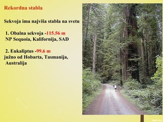 Stablo | PPT