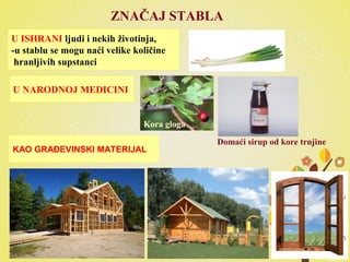 Stablo | PPT