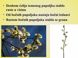 Stablo | PPT