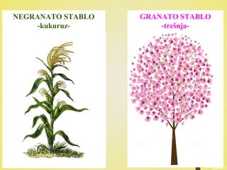 Stablo | PPT