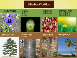 Stablo | PPT