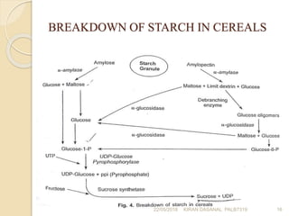 Stach biosynthesis | PPTX