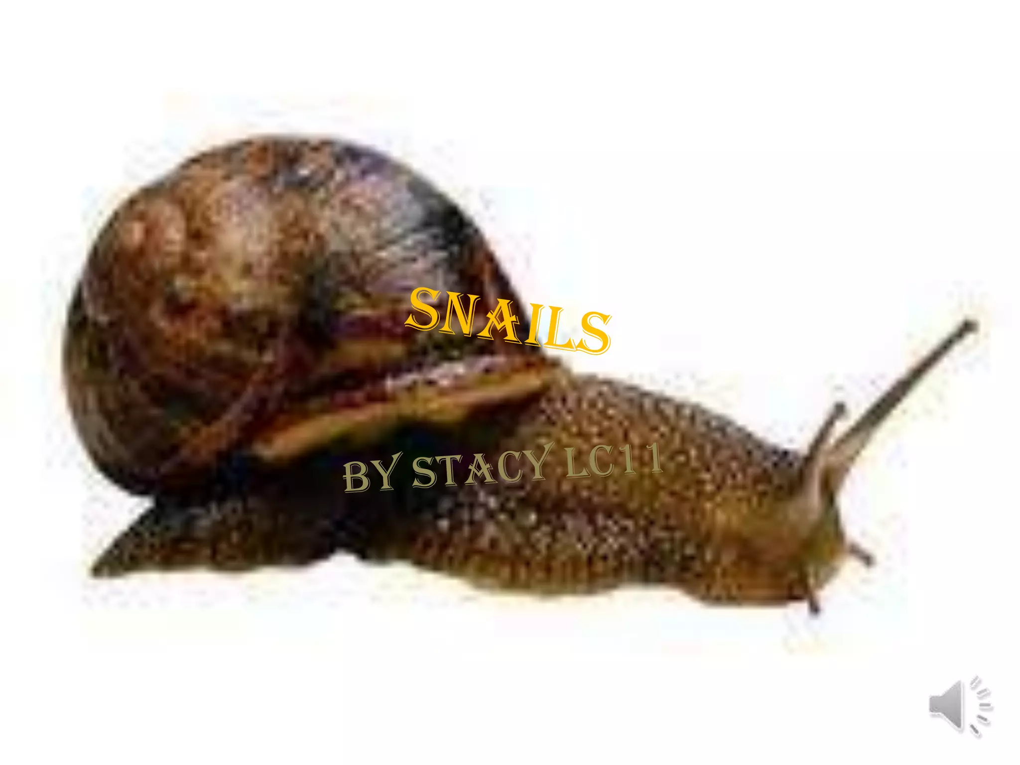 Stacy's snails | PPT
