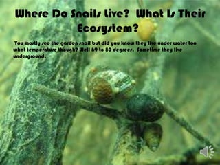 Stacy's snails | PPTX