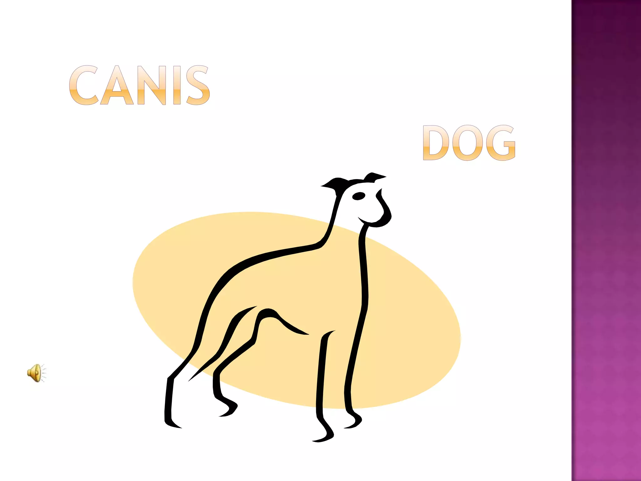 Cambridge Stage 1 Latin and English | PPTX