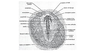Development of Chick embryo - Stage 8.pptx