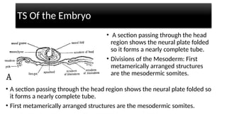 Development of Chick embryo - Stage 8.pptx