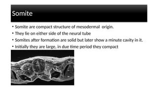 Development of Chick embryo - Stage 8.pptx
