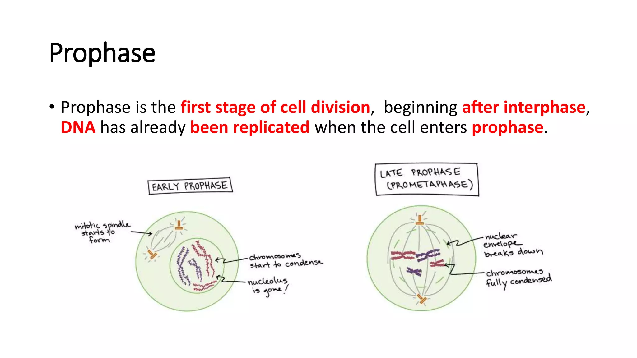 Stage of Mitosis.pptx