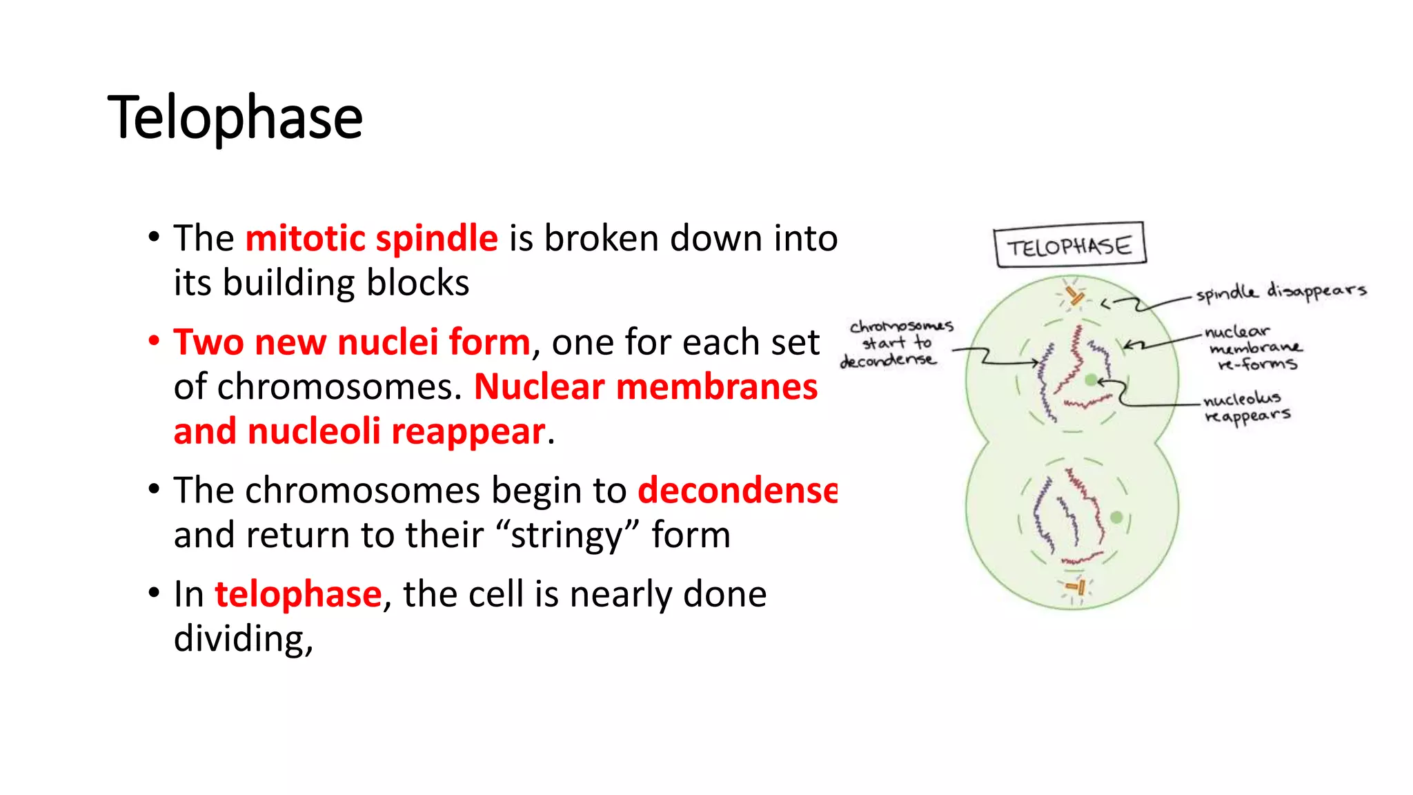 Stage of Mitosis.pptx
