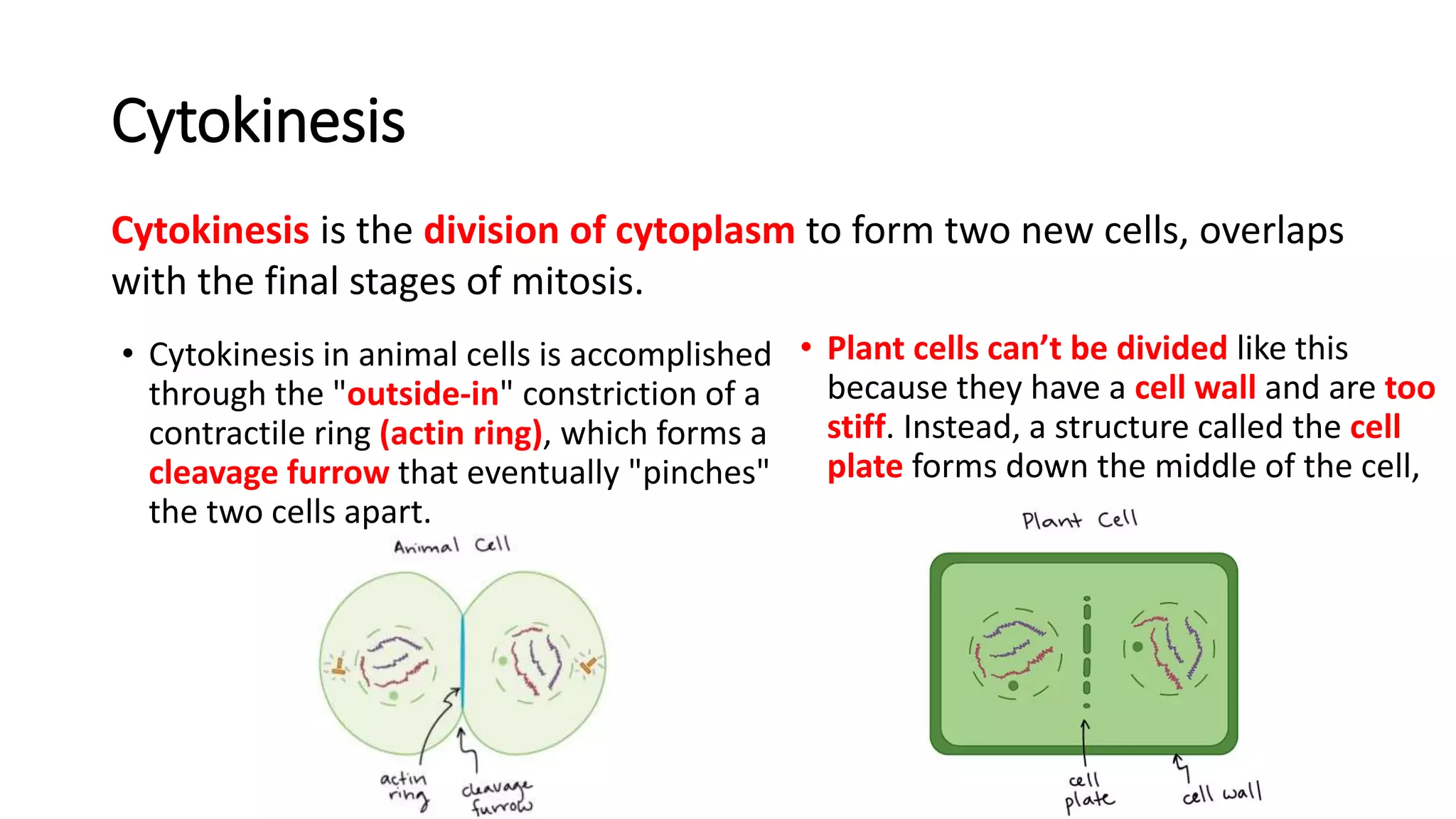 Stage of Mitosis.pptx