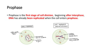 Stage of Mitosis.pptx