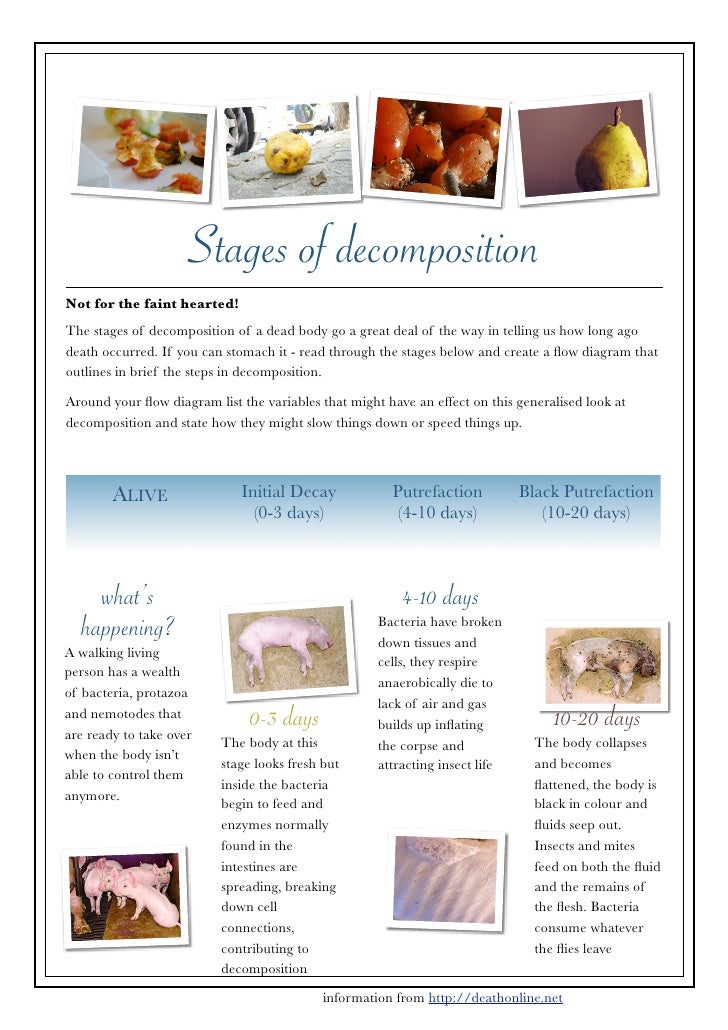 The Five Stages Of Decomposition