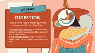 Stages-of-Digestion.1234567890okjygfdgfg | PPTX